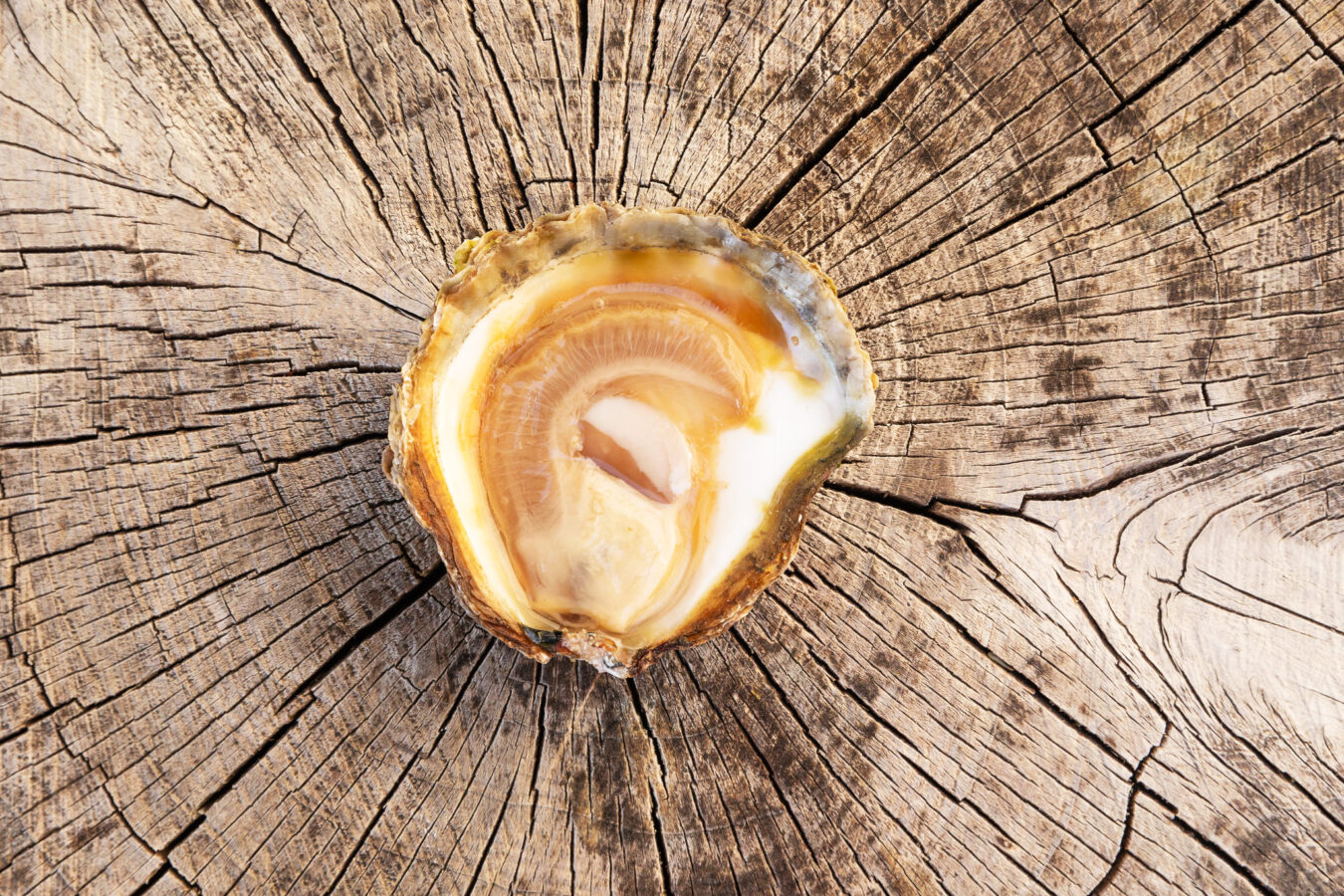 Huîtres plates du Belon – Huîtres Cadoret